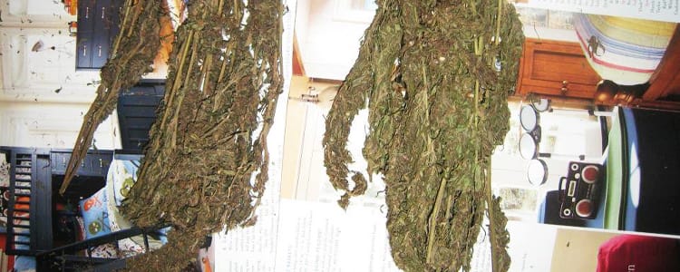 Cannabis in the Philippines