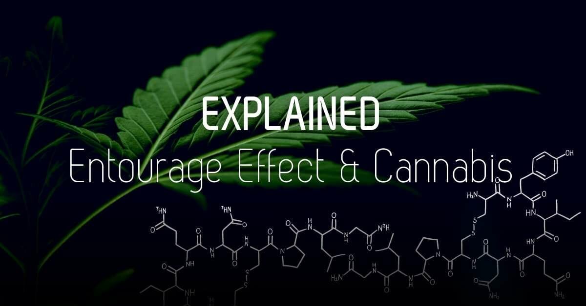Entourage Effect and Cannabis: Explained | Greendorphin.com Entourage Effect and Cannabis: Explained | Greendorphin.com